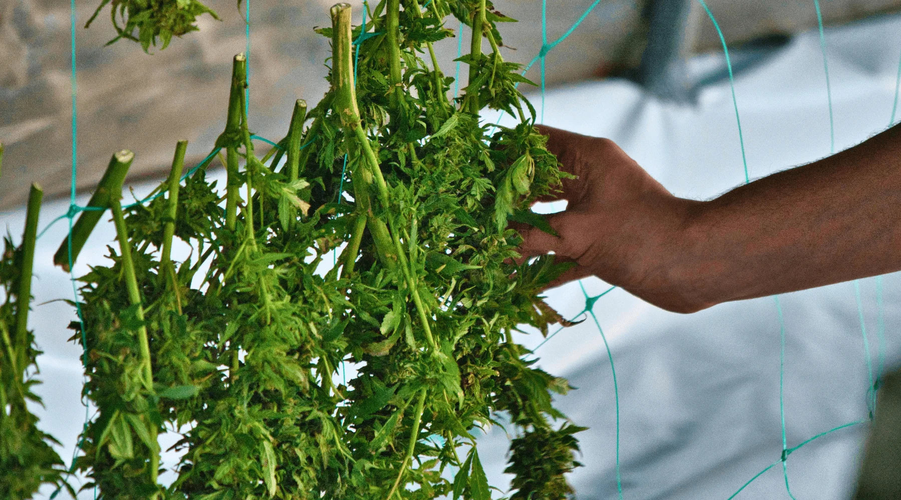 Guide Slow Weed : séchage et curing artisanaux – Slow Weed EU